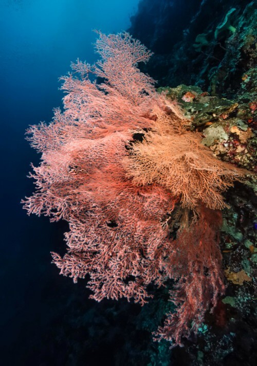 Coral Reefs – Paradise in Fiji