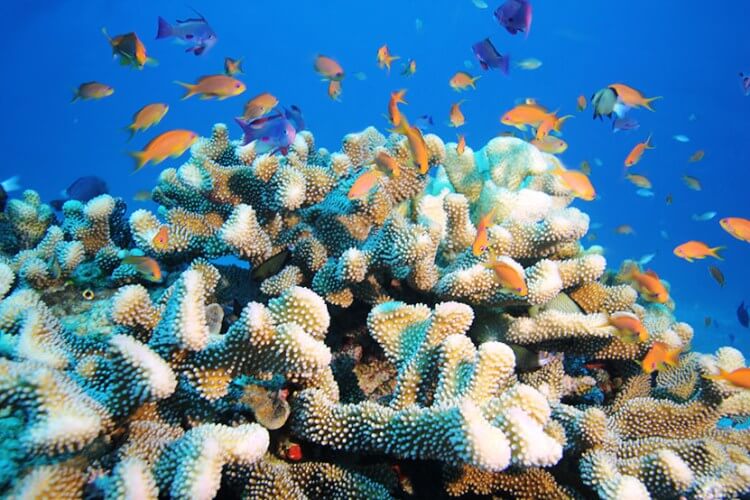 Coral Reefs – Paradise in Fiji