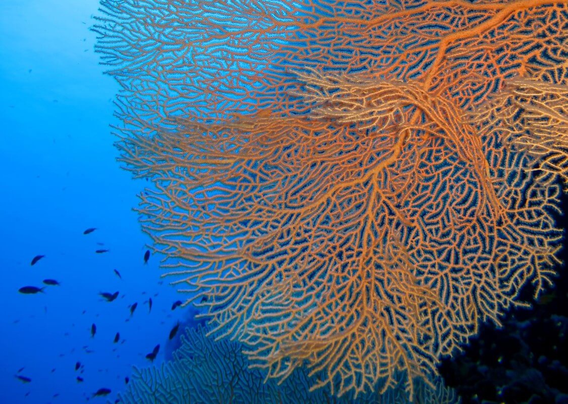 Dive The Pristine Vuna Reef! – Paradise in Fiji