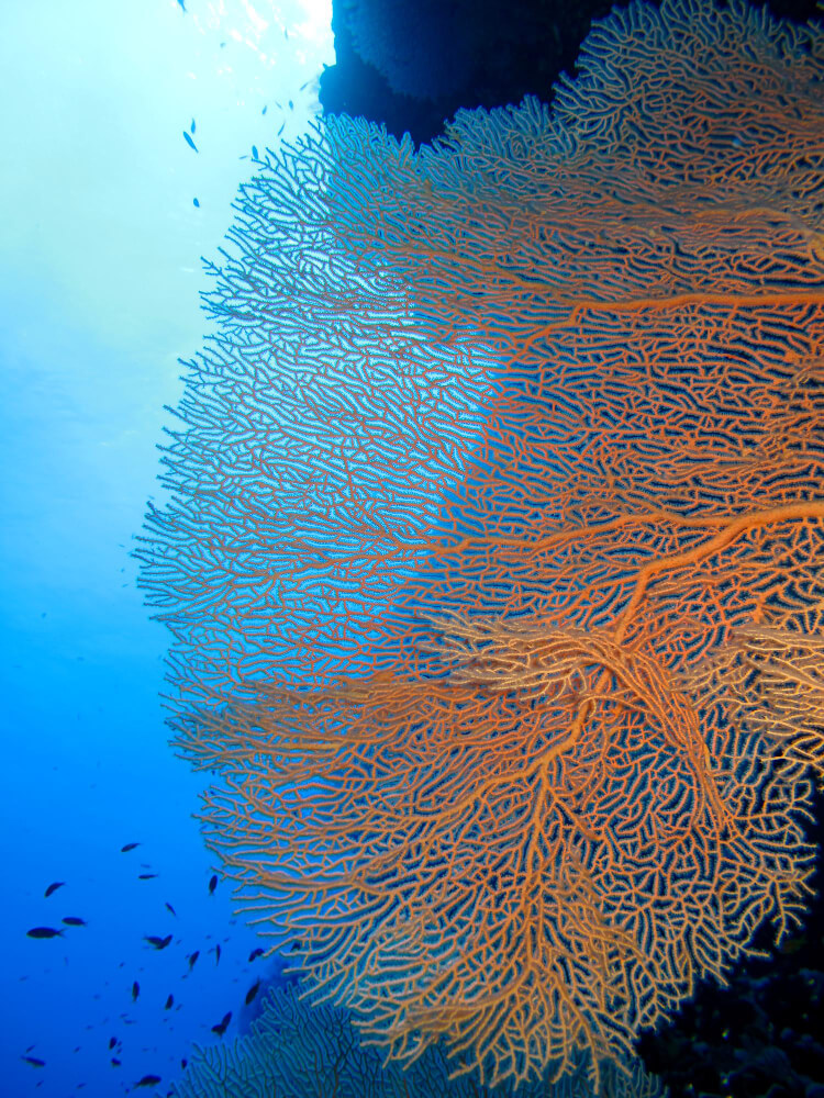 Dive The Pristine Vuna Reef! – Paradise in Fiji