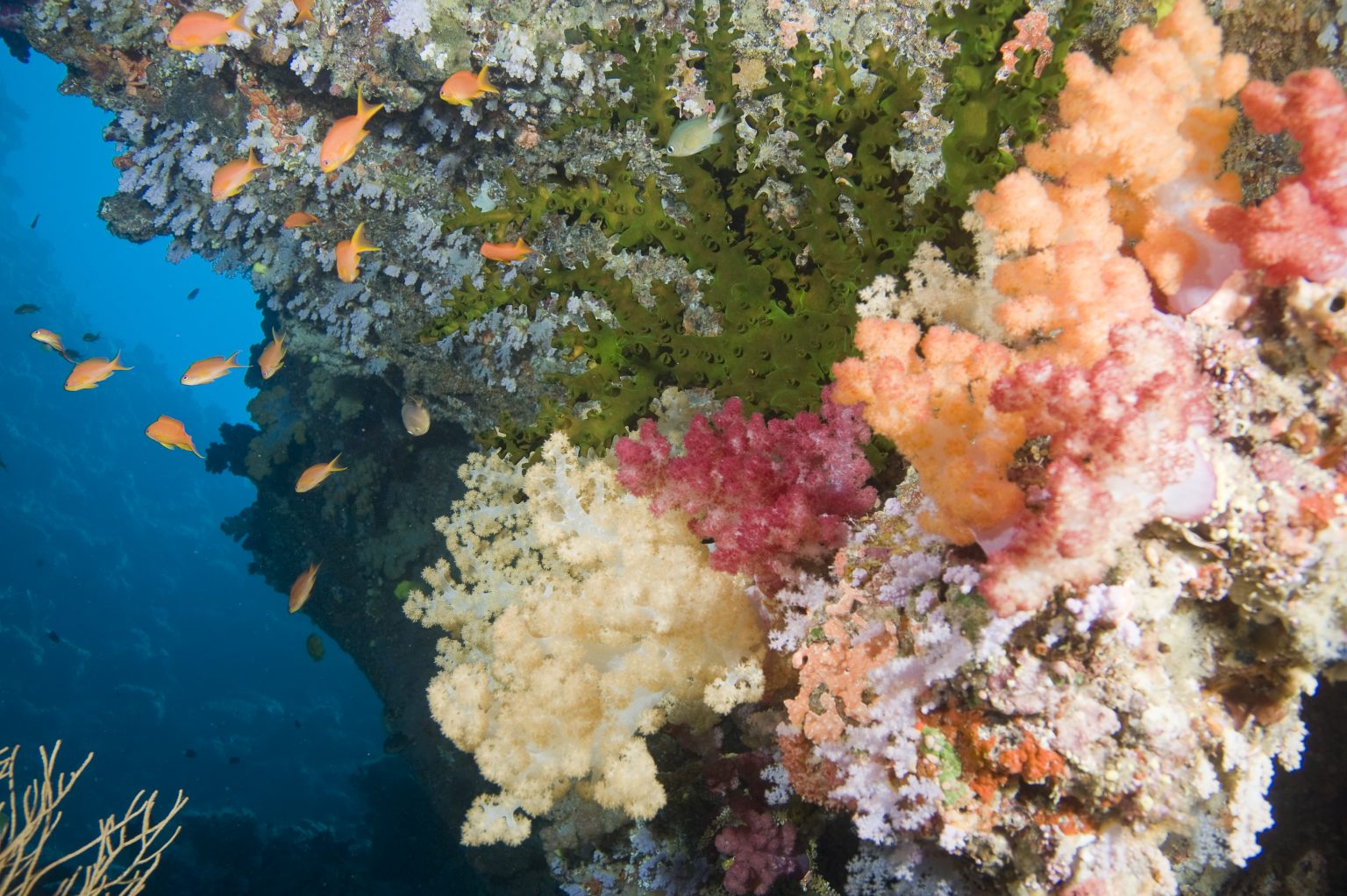 Fiji Scuba Diving & Shore Diving at Paradise Taveuni Resort